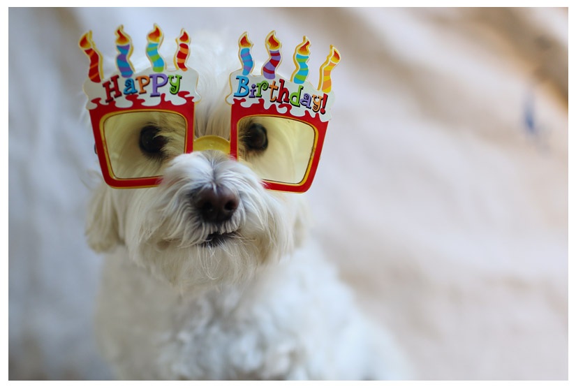 Dogs Happy Birthday Cute Bday Wishes For Dogs Puppies